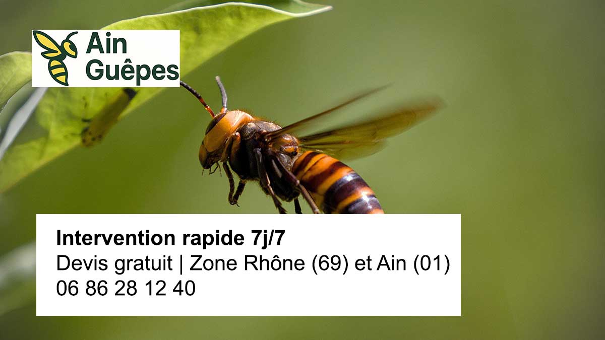 Destruction de nids de frelons dans le Rhône et l’Ain | Ain Guêpes